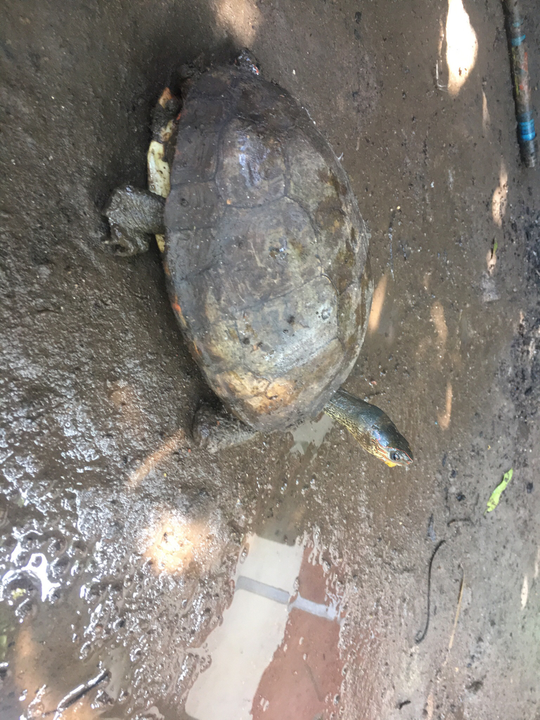 Painted Wood Turtle from Santa Ana on June 8, 2019 by lushikato ...