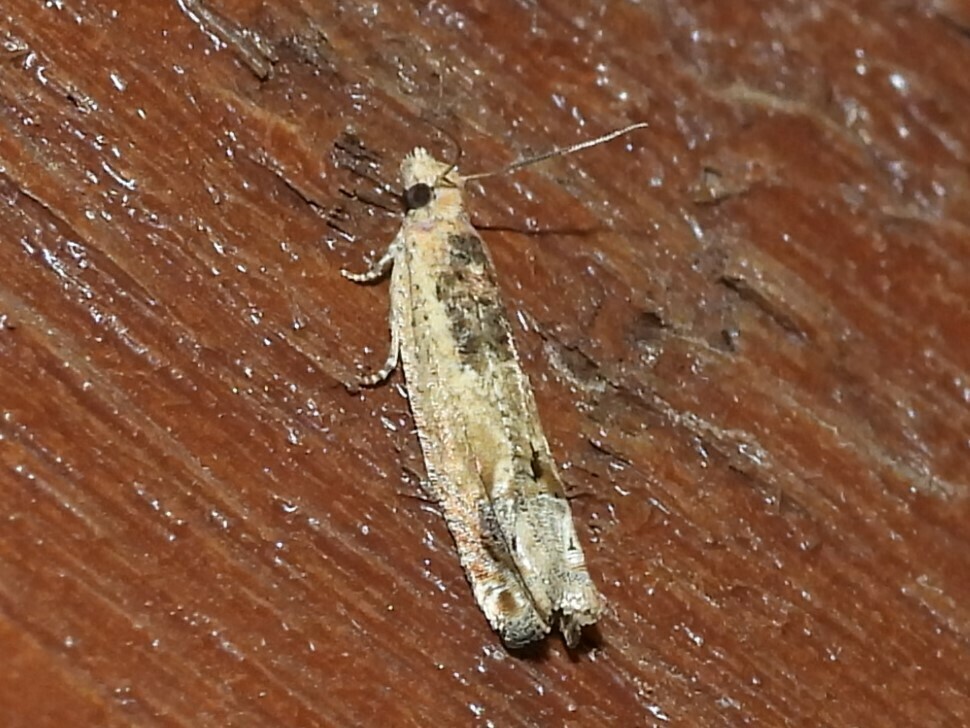 Cotton Tipworm Moth from Coomba Park NSW 2428, Australia on July 30 ...