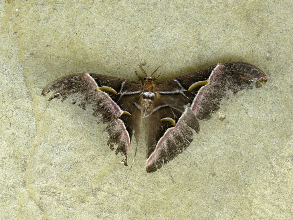 Samia tetrica from Sungei Sia, Raub District, Pahang, Malaysia on ...