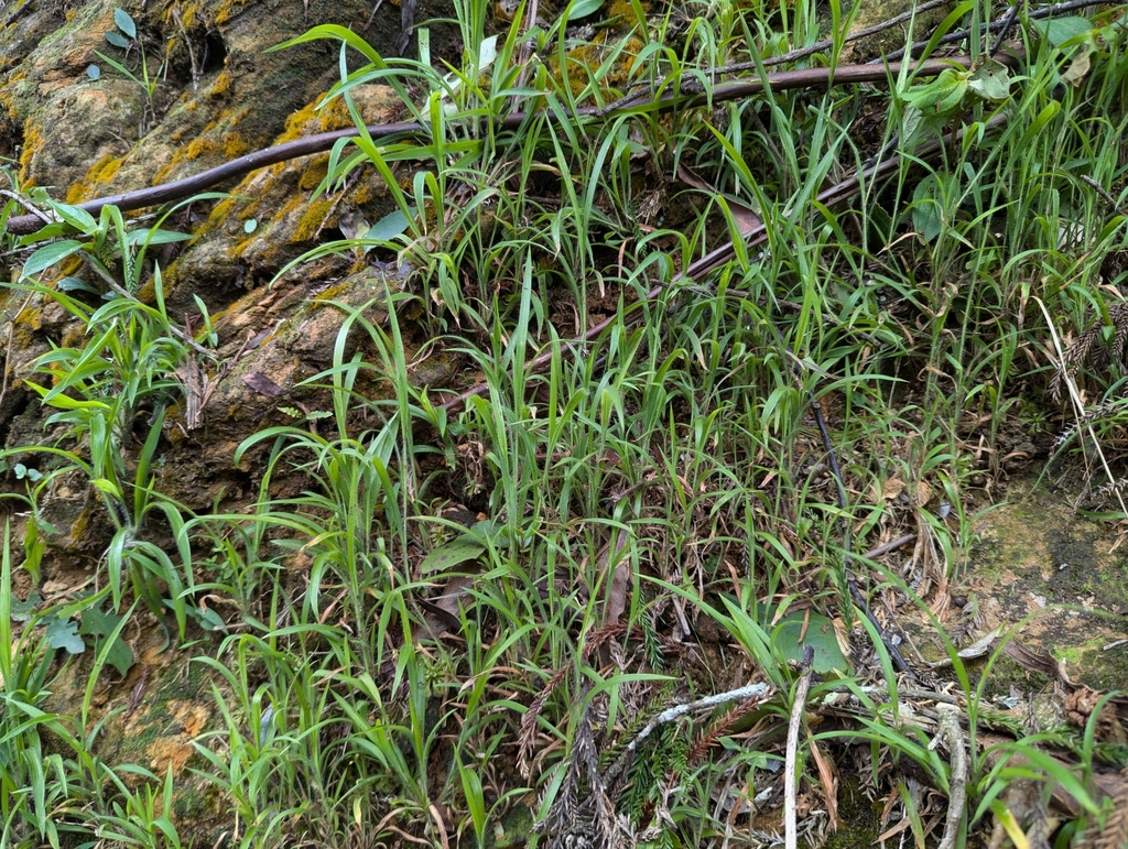 Dimeria ornithopoda in July 2024 by lecanorchis · iNaturalist