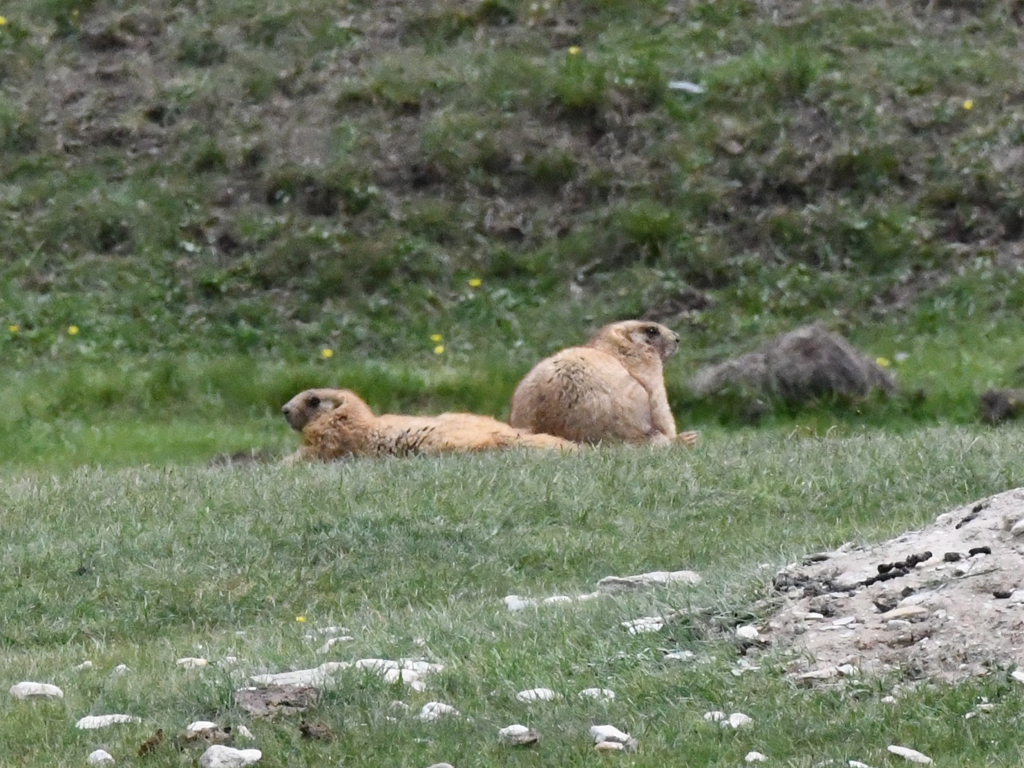 Grey Marmot from Ат-Башинский район, Кыргызстан on June 11, 2024 at 11: ...