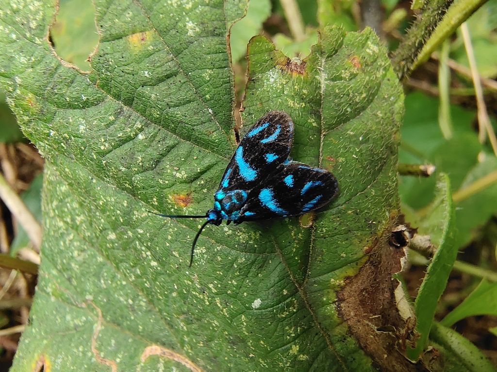 Clelea sapphirina from Yichun, CN-JX, CN on July 29, 2024 at 03:04 PM ...