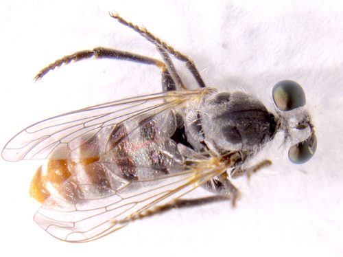 Laphystia tolandi · iNaturalist