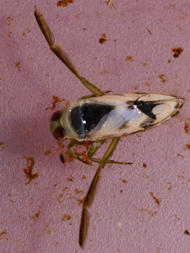 Grousewinged Backswimmer from Hilliardton Marsh on July 29, 2024 at 11: ...