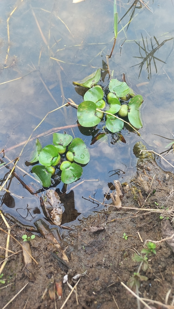 common water hyacinth from Othobothini, South Africa on July 30, 2024 ...