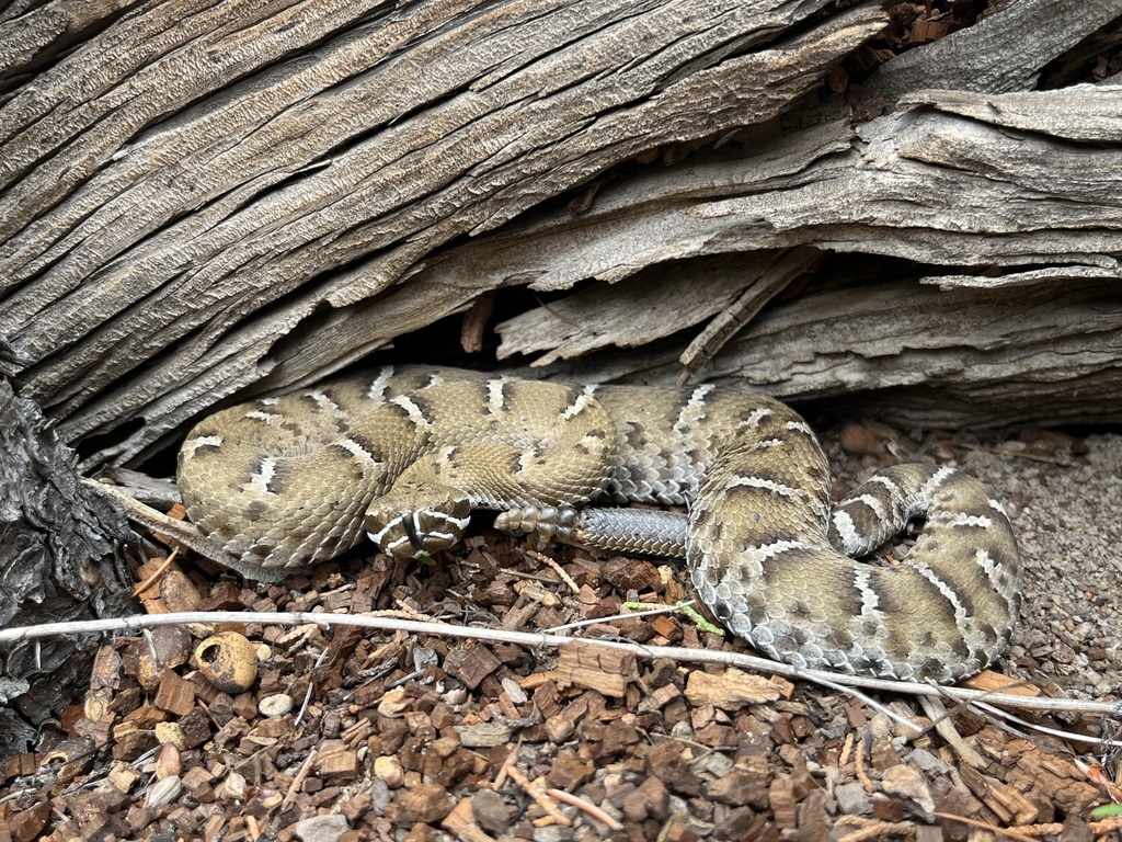 Arizona Ridgenose Rattlesnake in June 2024 by ryank94 · iNaturalist