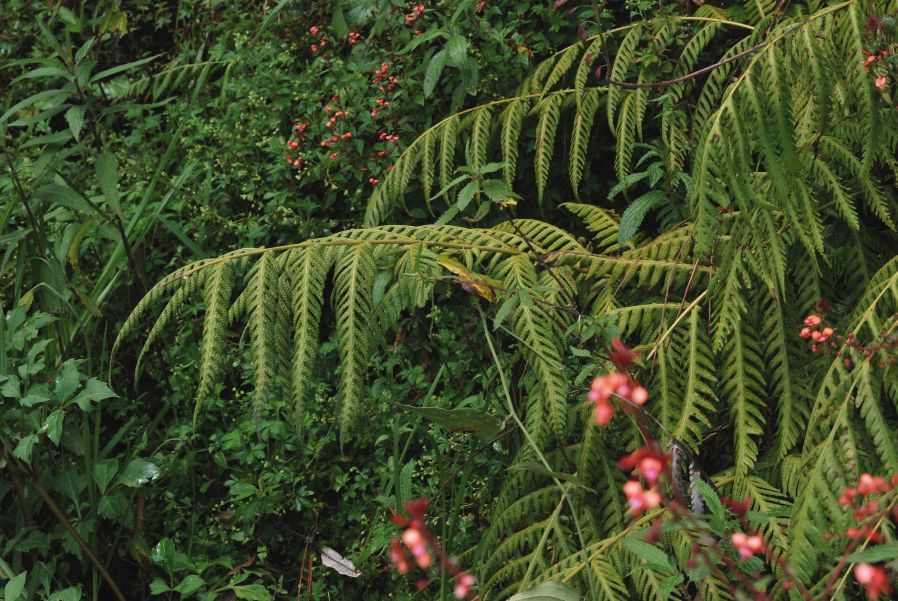 Mexican chain fern from Lagunas de Zempoala on October 09, 2011 by Dale ...