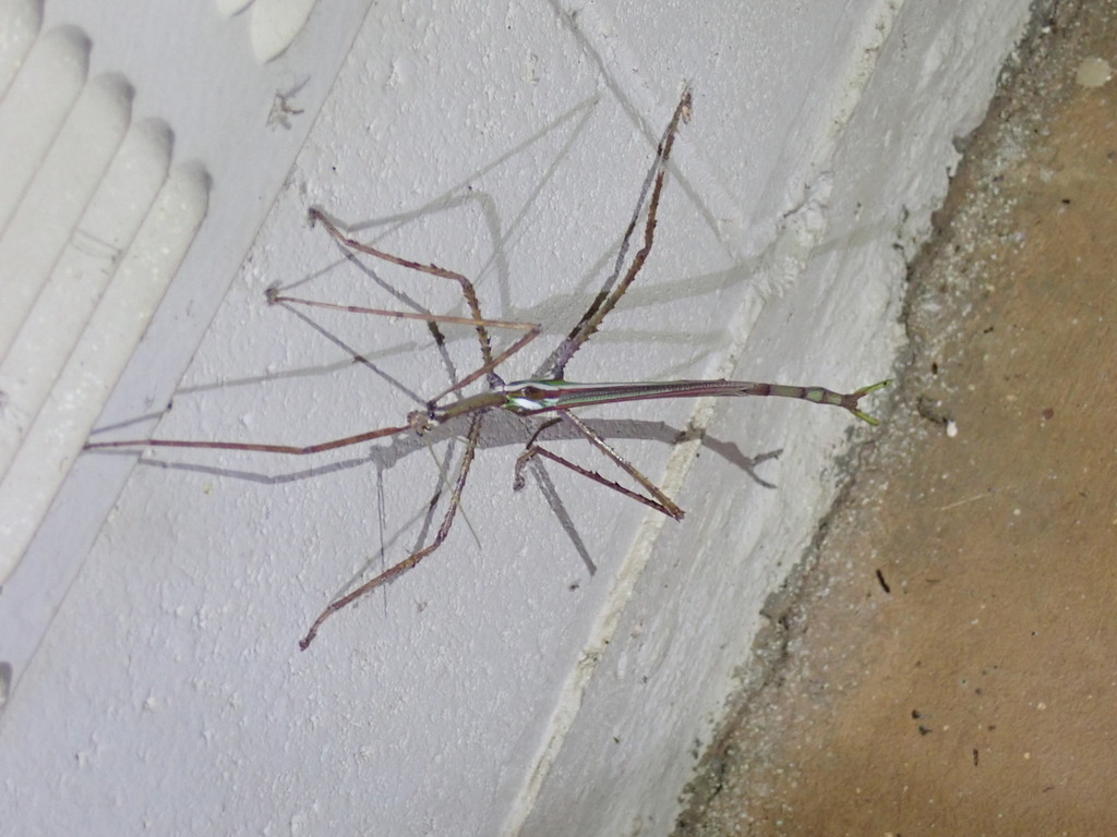 Darwin Stick Insect from 9 Baker St, Wyndham WA 6740, Australia on July ...
