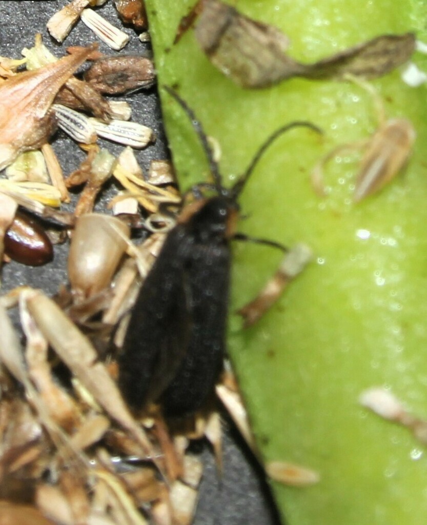 Winged and Once-winged Insects from Mountain Top, PA 18707, USA on July ...