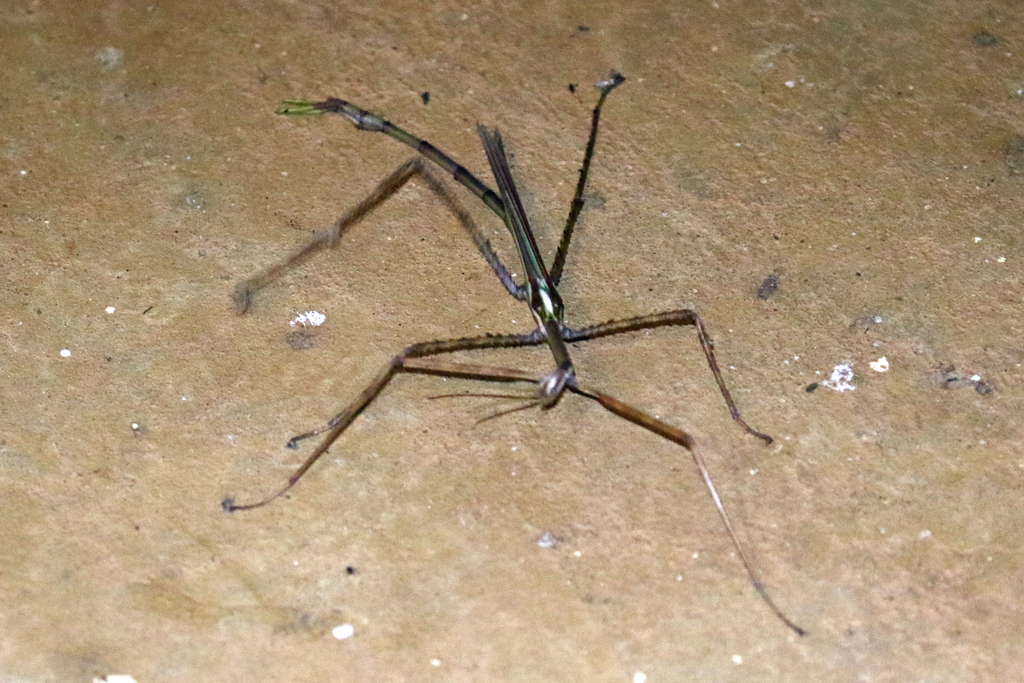 Darwin Stick Insect from Wyndham WA 6740, Australia on July 30, 2024 at ...