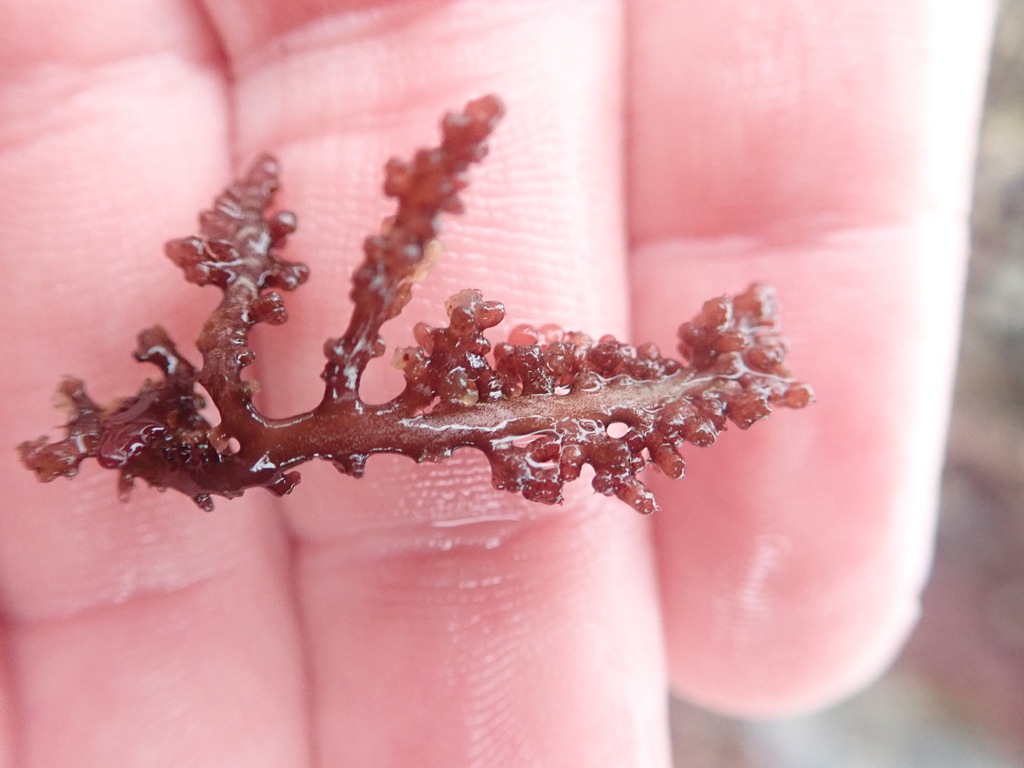 Osmundea sinicola from Orange, California, United States on June 07 ...