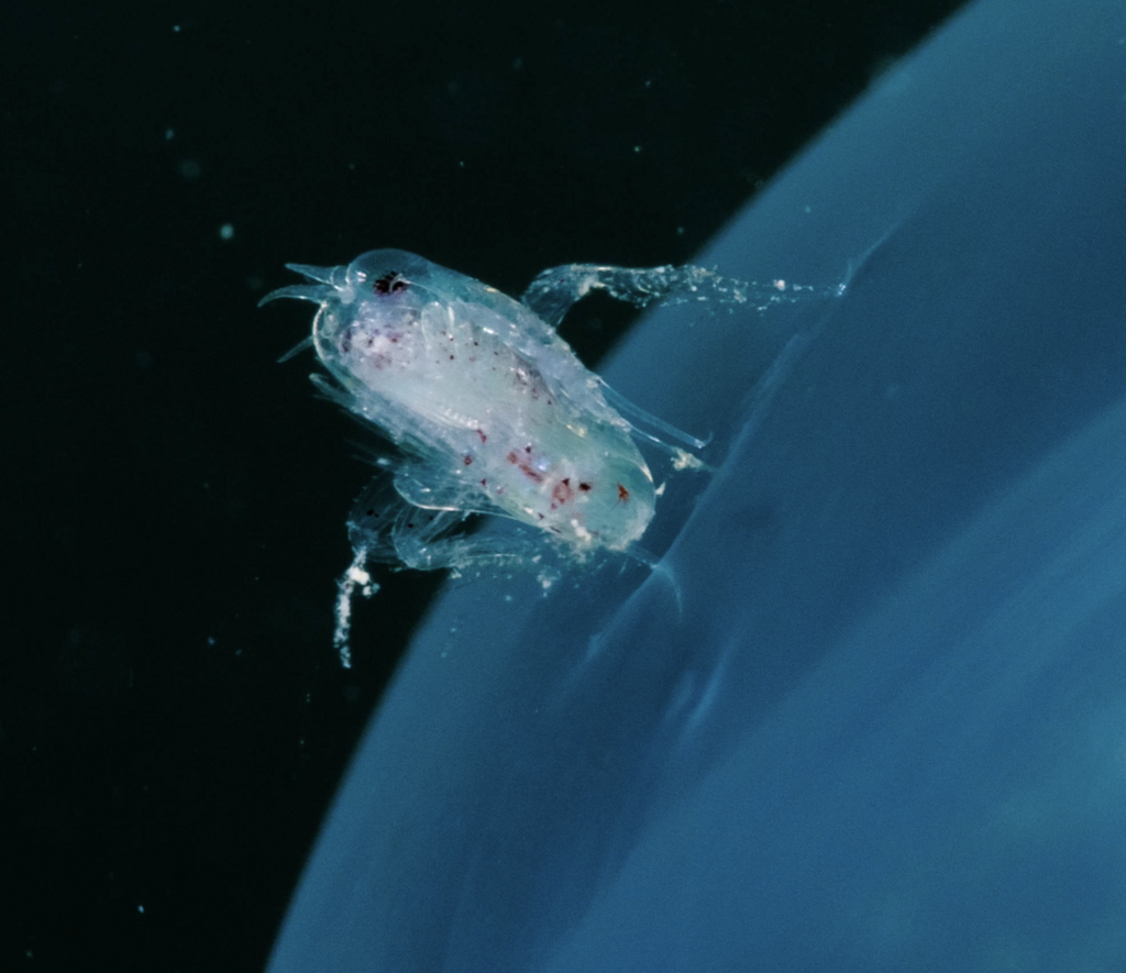 Phronimoidea from Borgarfjarðarhreppur, IS-AL, IS on July 24, 2024 at ...