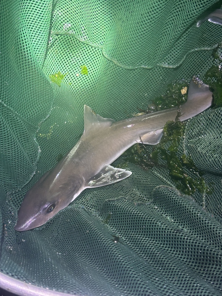 Dusky Smooth-hound in July 2024 by AVNJ · iNaturalist