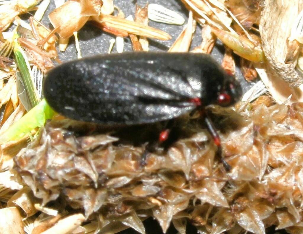 Red-legged Spittlebug from Mountain Top, PA 18707, USA on July 29, 2024 ...