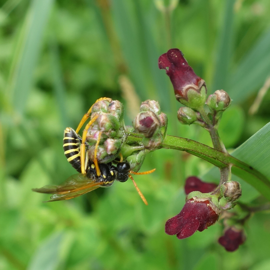 Figwort sawfly from Theale, Reading, UK on June 13, 2018 at 12:25 PM by ...