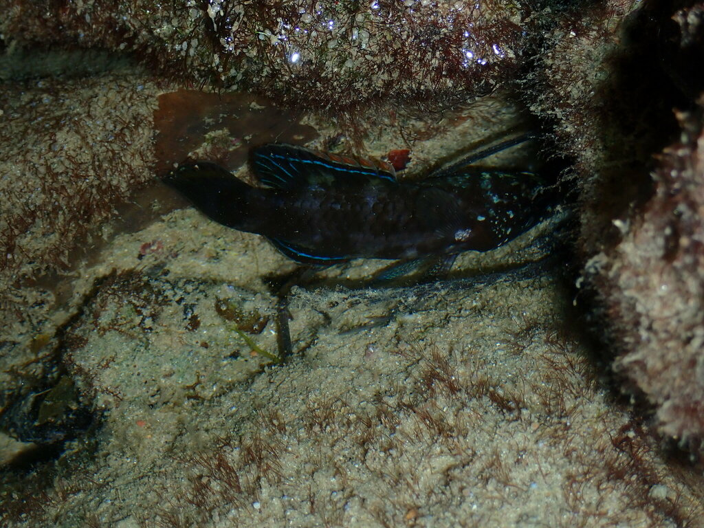 Plesiops from 马来西亚沙巴古达省 on July 23, 2024 at 09:01 PM by kyosapir ...