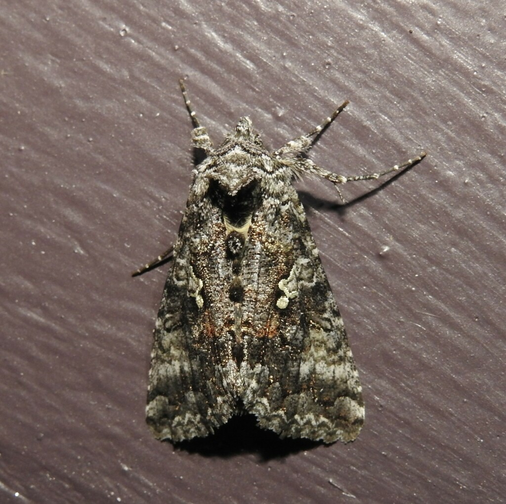 Dusky Silver Y Moth from Town of Rockingham, VT, USA on July 29, 2024 ...