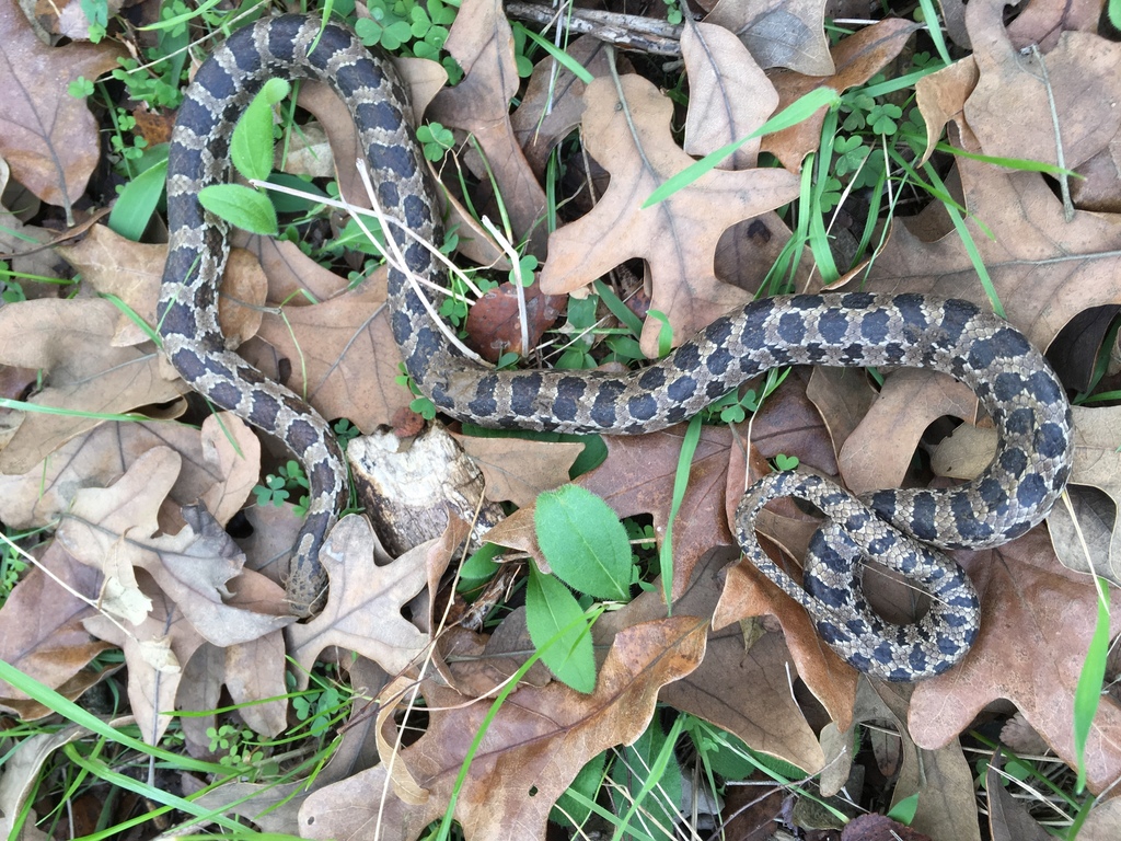 Prairie Kingsnake from 76520, Cameron, TX, US on December 11, 2018 at ...