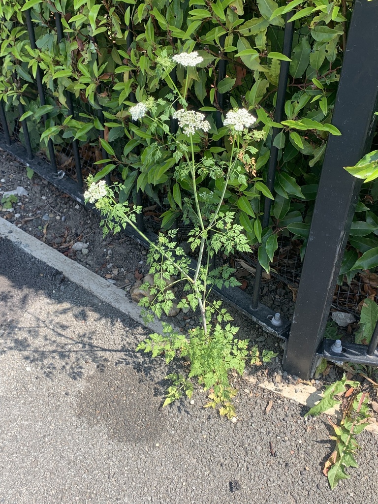 Fool's parsley from Gunco Lane, Macclesfield, England, GB on July 30 ...