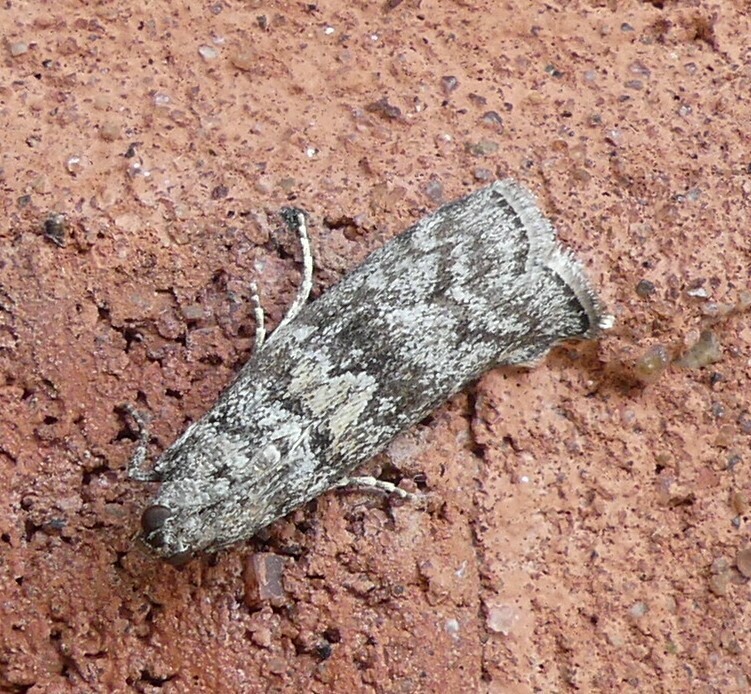 Spruce Coneworm Moth from Charlesbourg (balcon), Quartier 4-2, Québec ...