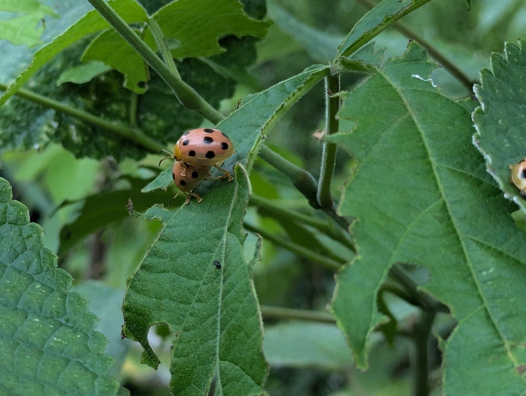 Oides decempunctata from 中国四川省广安市华蓥市 on July 27, 2024 at 06:36 PM by MP ...