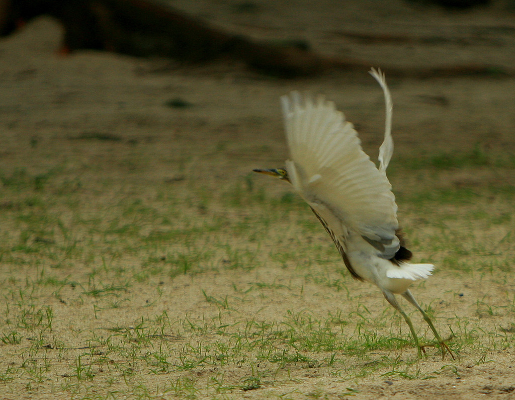 Javan Pond Heron (Birds of Timor-Leste) · iNaturalist