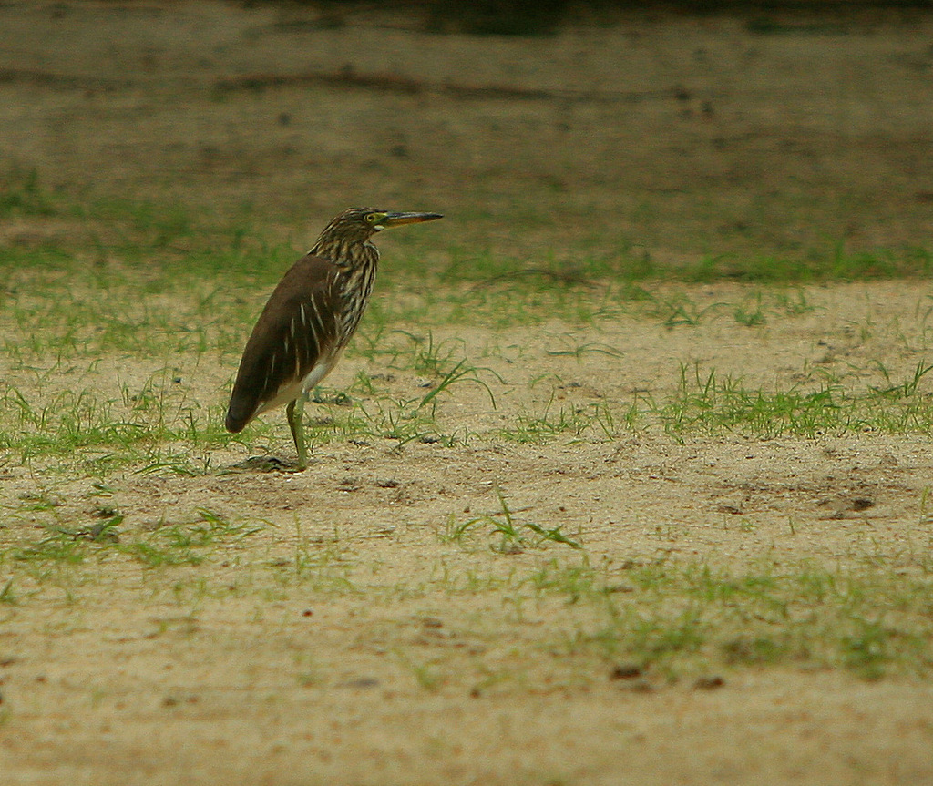 Javan Pond Heron (Birds of Timor-Leste) · iNaturalist