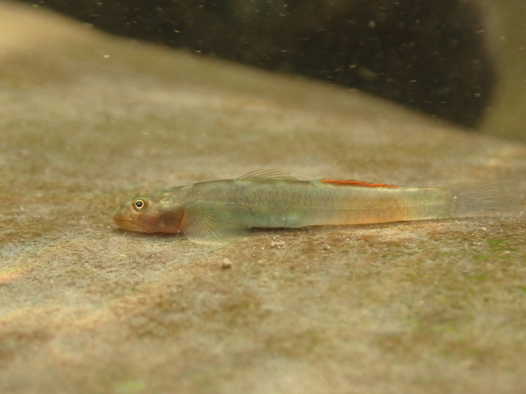 Lentipes kijimuna in July 2024 by Tse Chung Yi · iNaturalist