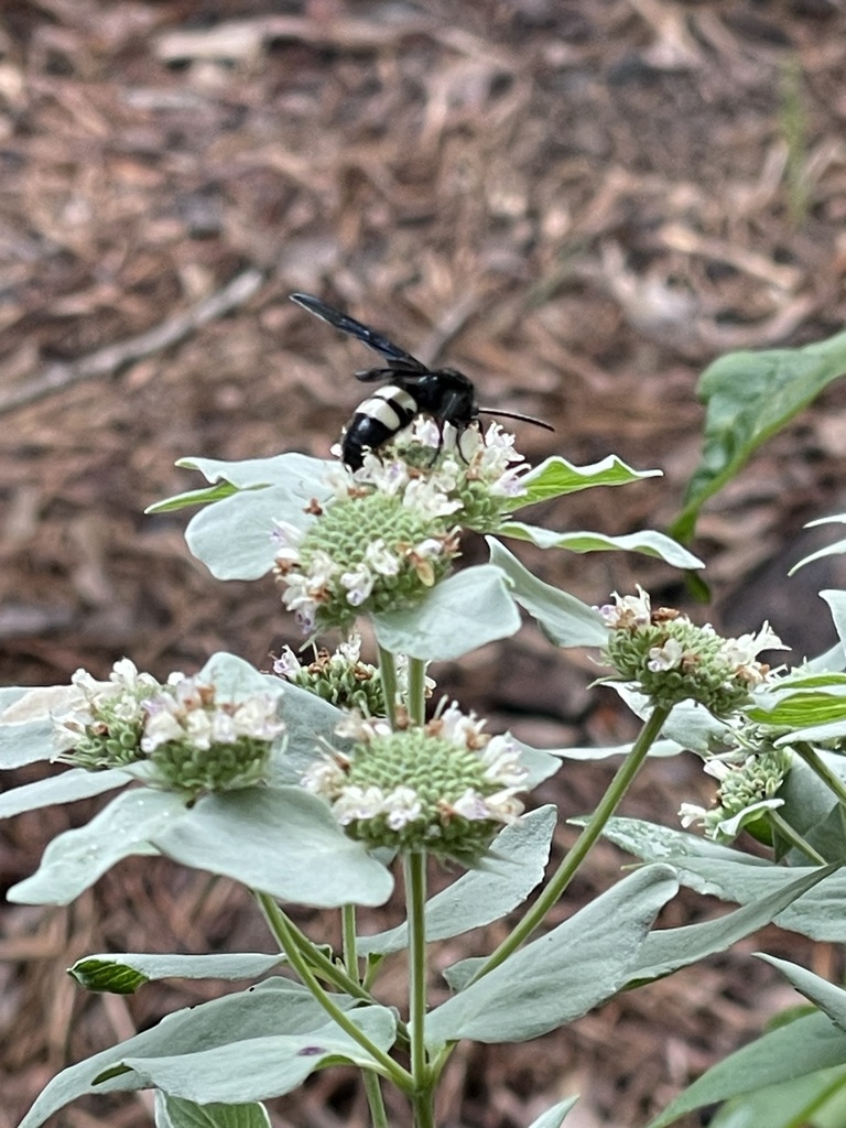 Double-banded Scoliid Wasp from Joshua Tree Ln, Hurdle Mills, NC, US on ...