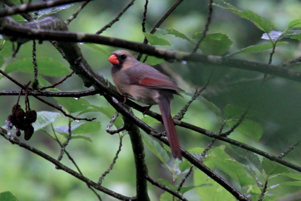 Northern Cardinal from Renton, WA, USA on June 7, 2011 at 07:16 PM by ...