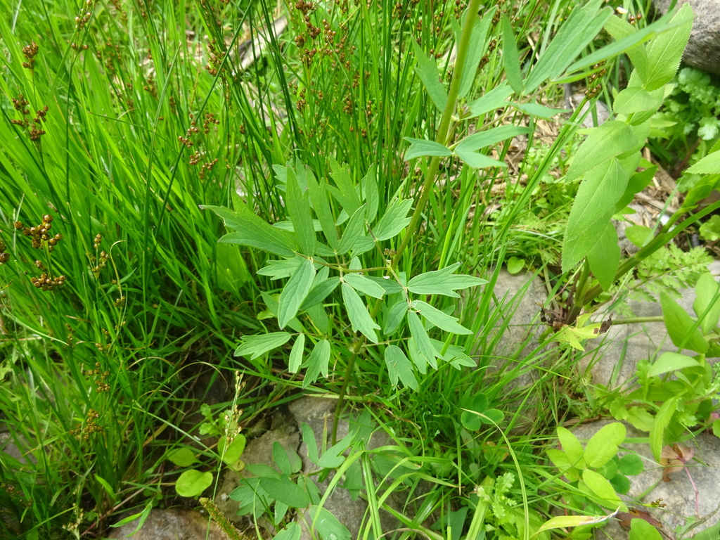 Shining Meadow-rue from Tartu on June 29, 2016 by Quentin Groom ...
