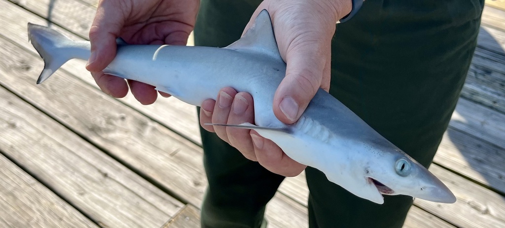 Atlantic Sharpnose Shark from North Atlantic Ocean, SC, US on July 30 ...