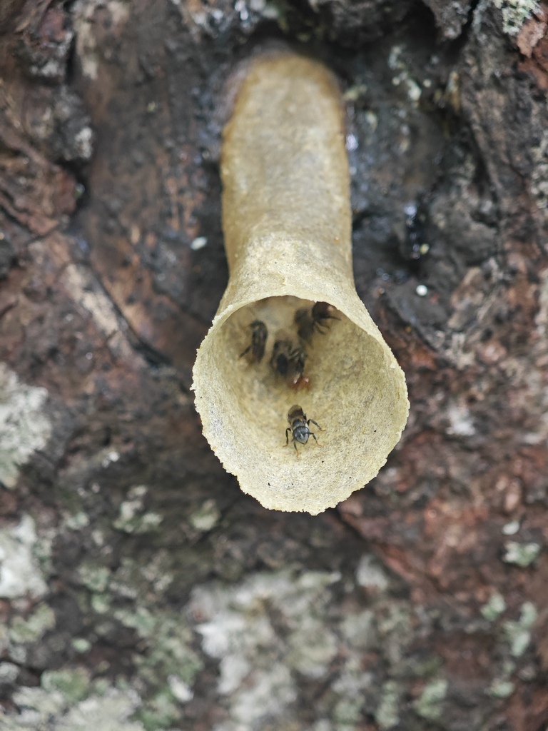 Lepidotrigona flavibasis from 中国云南省西双版纳傣族自治州勐腊县 on July 28, 2024 at 04: ...