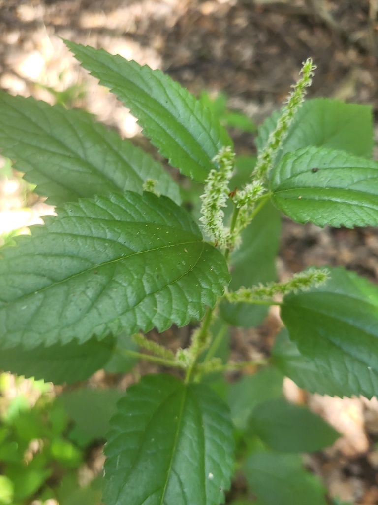 false nettle from Riviera Beach, FL 33410, USA on July 30, 2024 at 12: ...