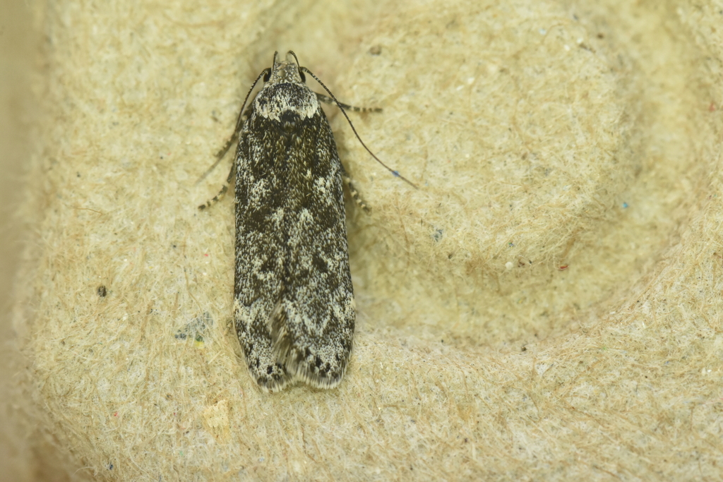 Pale-headed Aspen Leafroller Moth from Abitibi-Témiscamingue, QC, Canada on July 30, 2024 at 07: ...