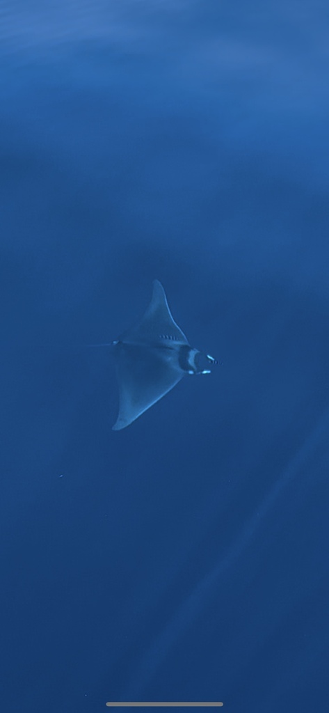 Spinetail Devil Ray in July 2024 by Gabriel · iNaturalist