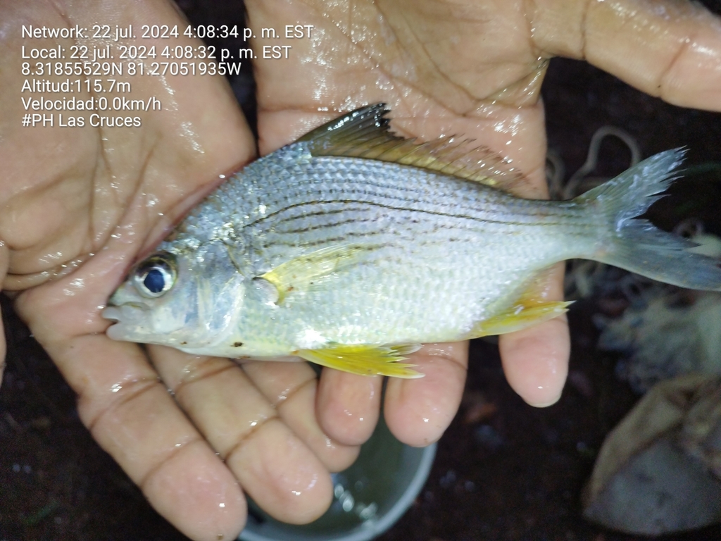 Striped Mojarra from Cañazas, Provincia de Veraguas, Panamá on July 22 ...