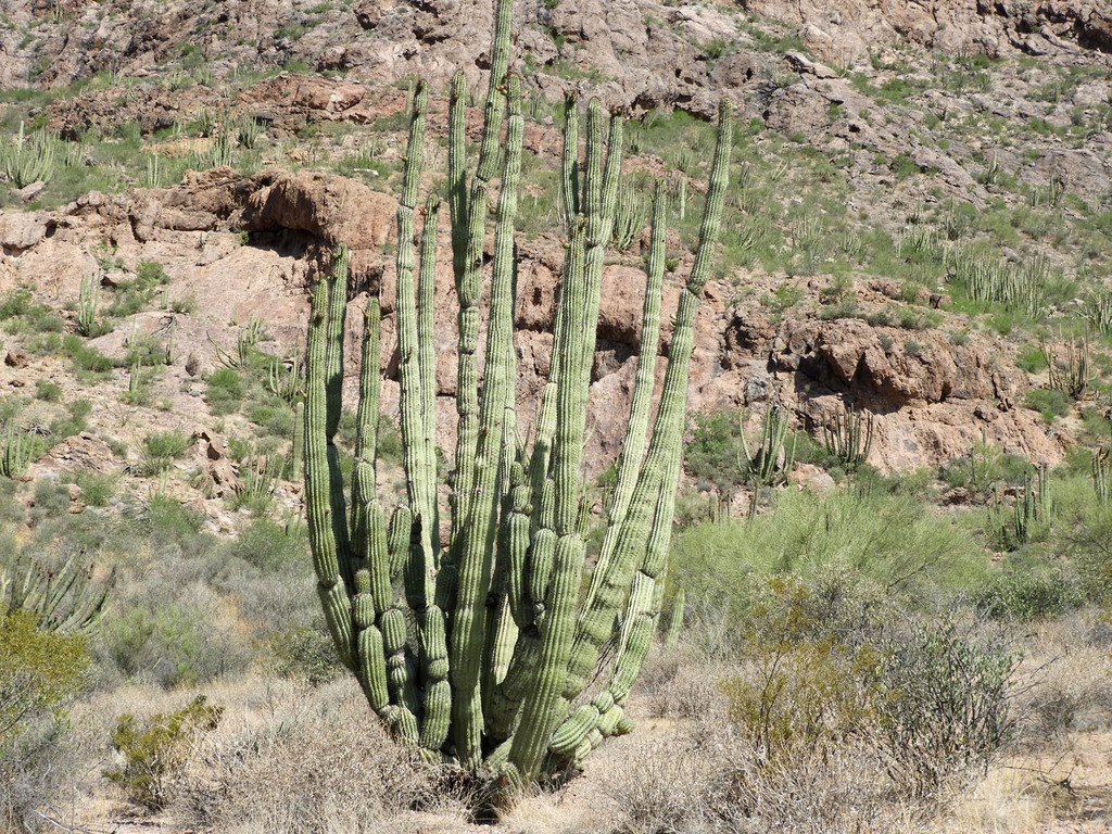 organ pipe cactus from Organ Pipe Cactus National Monument, Pima County ...