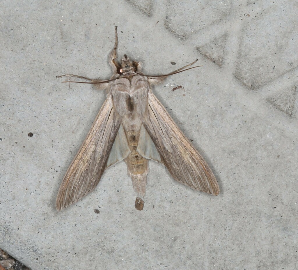 Shark Moth from Mont-Joli, QC, Canada, 1101 rue Lussier on July 29 ...