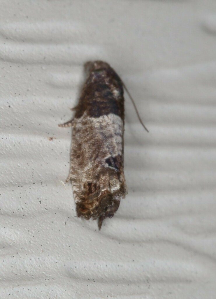 Eye-spotted Bud Moth from Mont-Joli, QC, Canada, 1101 rue Lussier on ...