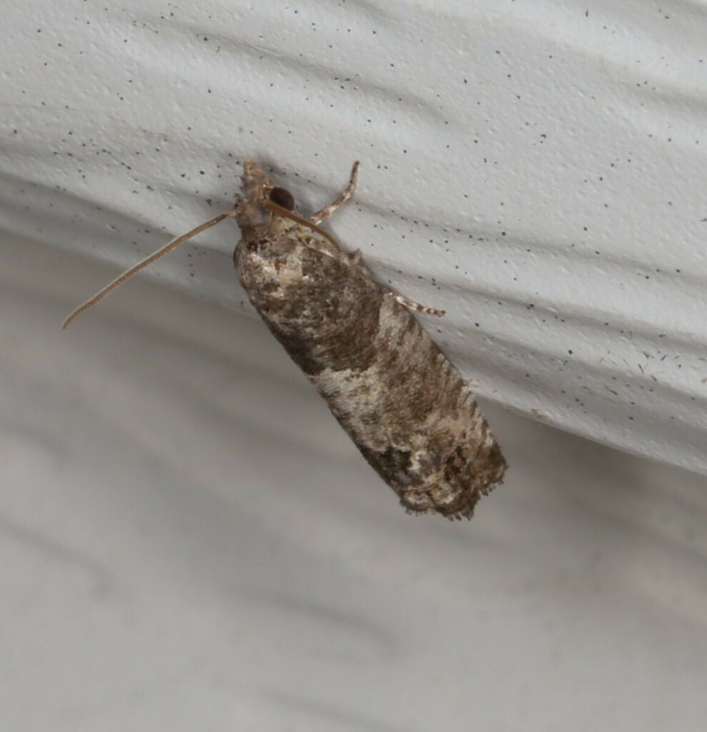 Larch-bud Moth from Mont-Joli, QC, Canada, 1101 rue Lussier on July 29 ...