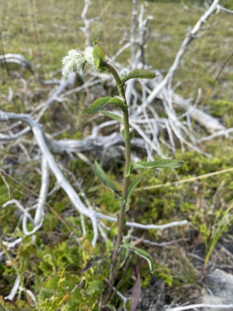 purple rattlesnake root from Johnston Harbour - Pine Tree Point ...