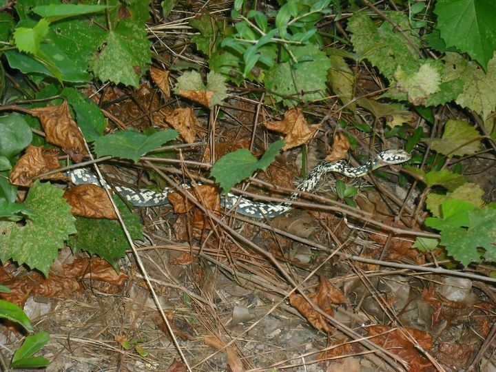 Buttermilk Racer from 28252 Meadow Forest, Magnolia, TX 77355, USA on ...