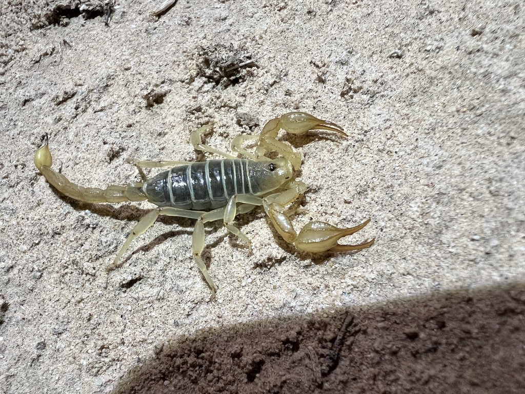 Paruroctonus from Cadiz Lake, Twentynine Palms, CA, US on July 30, 2024 ...
