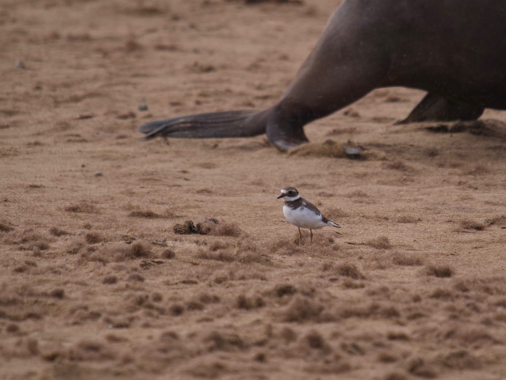 Common Ringed Plover from Arandis, Erongo, Namibia on March 8, 2024 at ...