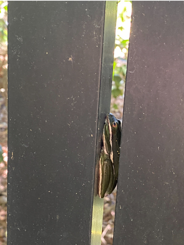 Green Treefrog from Cary, NC, US on June 28, 2024 at 02:22 PM by ...