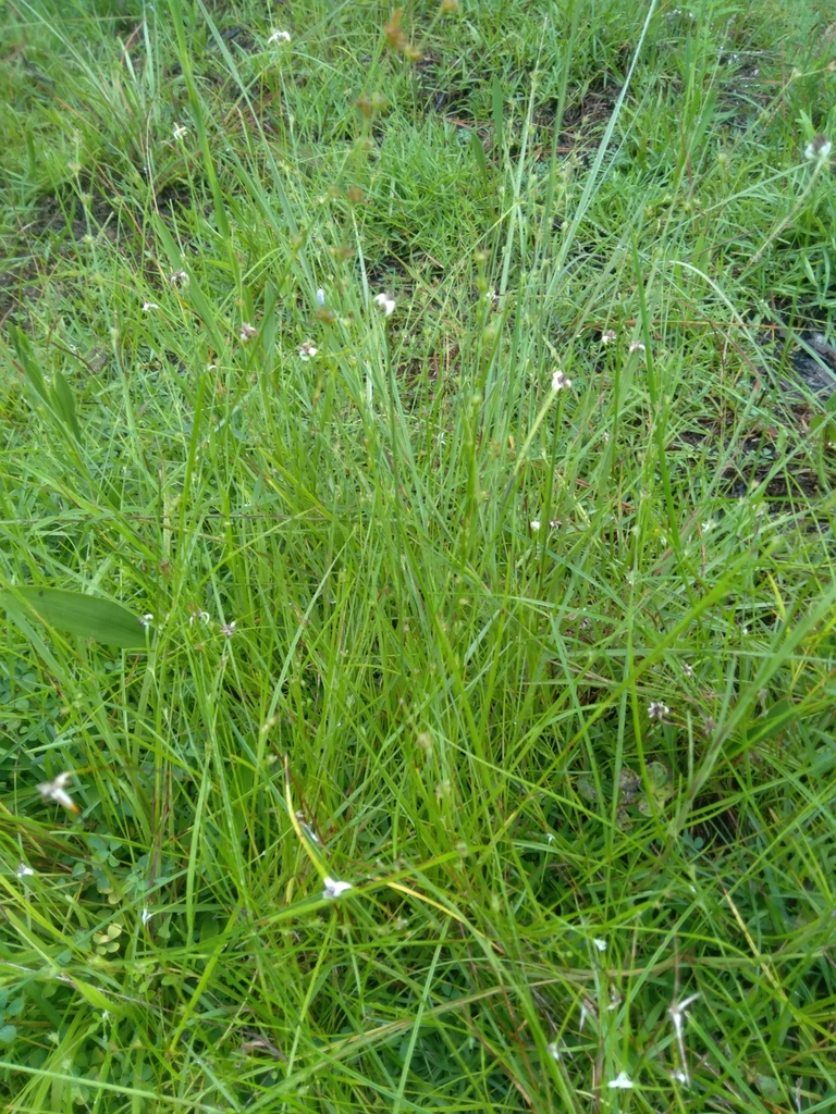 Slender Path Rush from Citrus County, US-FL, US on July 30, 2024 at 08: ...