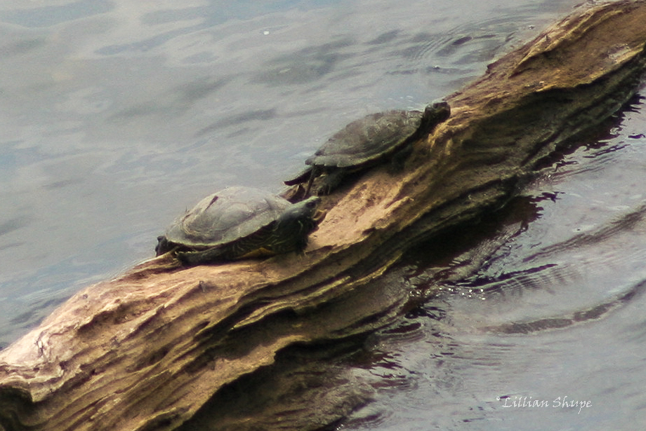 Northern Map Turtle from Lewisburg, PA 17837, USA on July 29, 2024 at ...