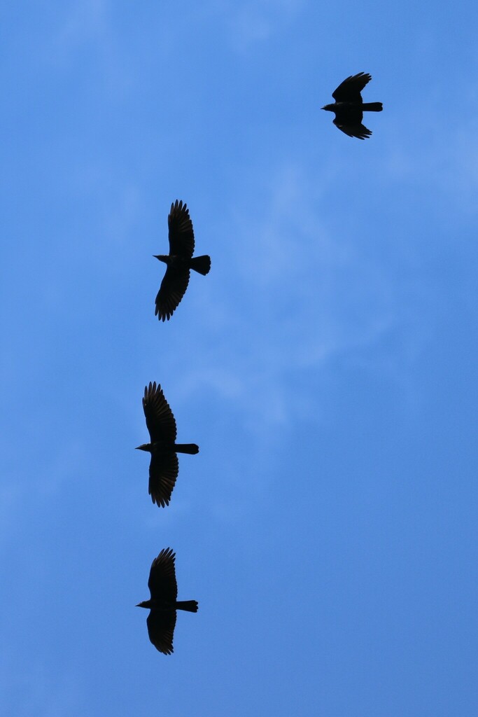 Crows and Ravens from Camp Gettier, Charleston County, SC, USA on July ...