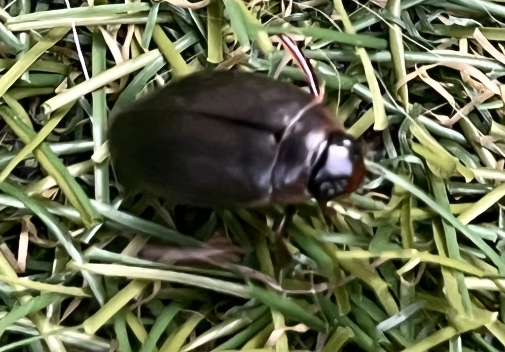 large-grooved diving beetle from Wake Green Road, Birmingham, England ...